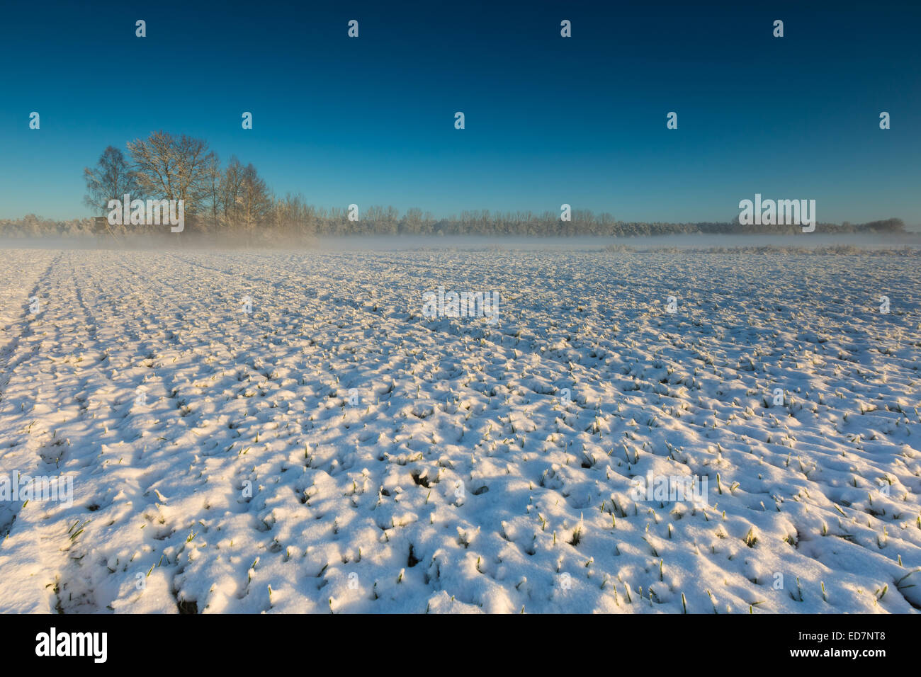winter field landscape in Poland Stock Photo - Alamy