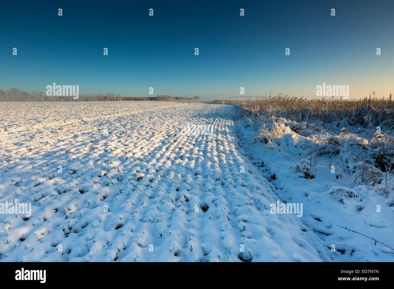 winter field landscape in Poland Stock Photo - Alamy