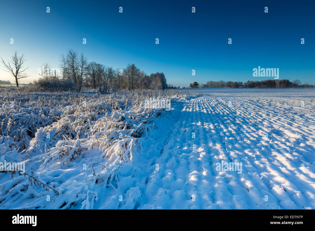 winter field landscape in Poland Stock Photo - Alamy