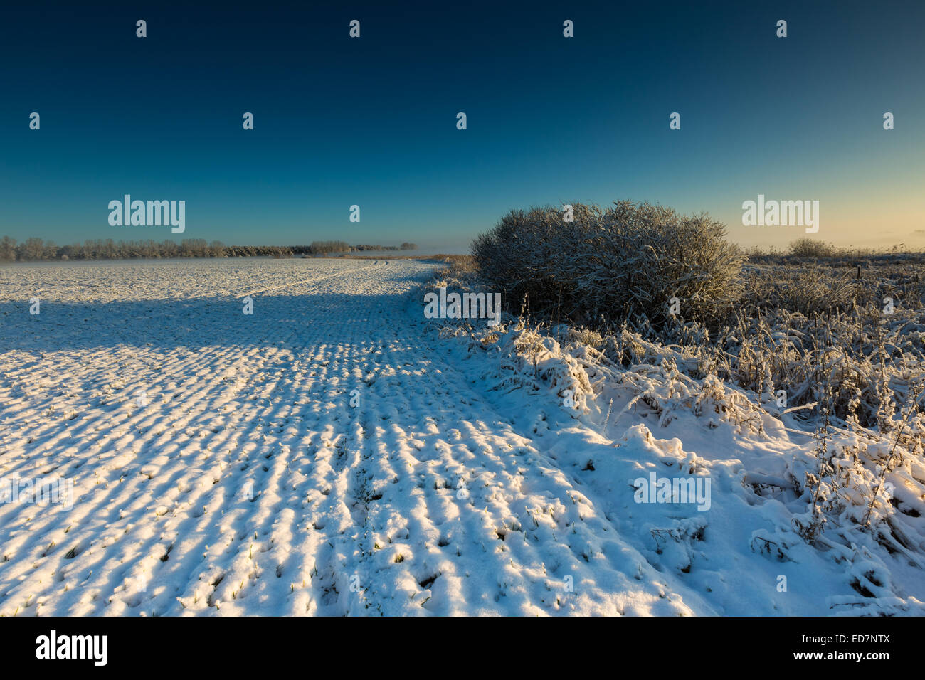 winter field landscape in Poland Stock Photo - Alamy