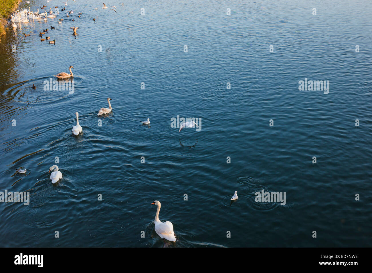 Group of swans fighting for food Stock Photo - Alamy