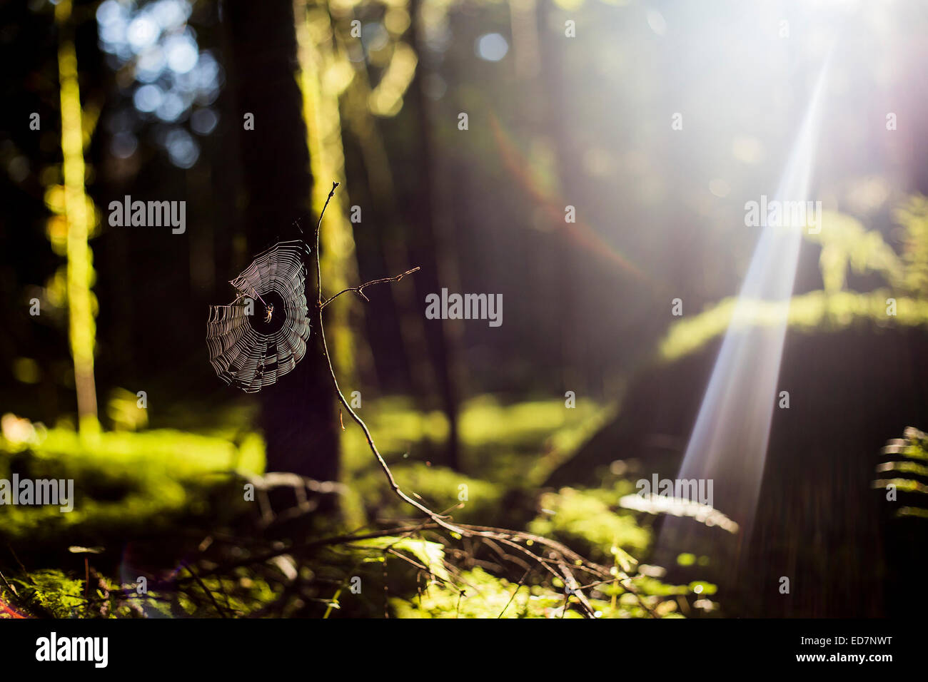 Spider on a web in a forest with sun ray and a rainbow Stock Photo - Alamy
