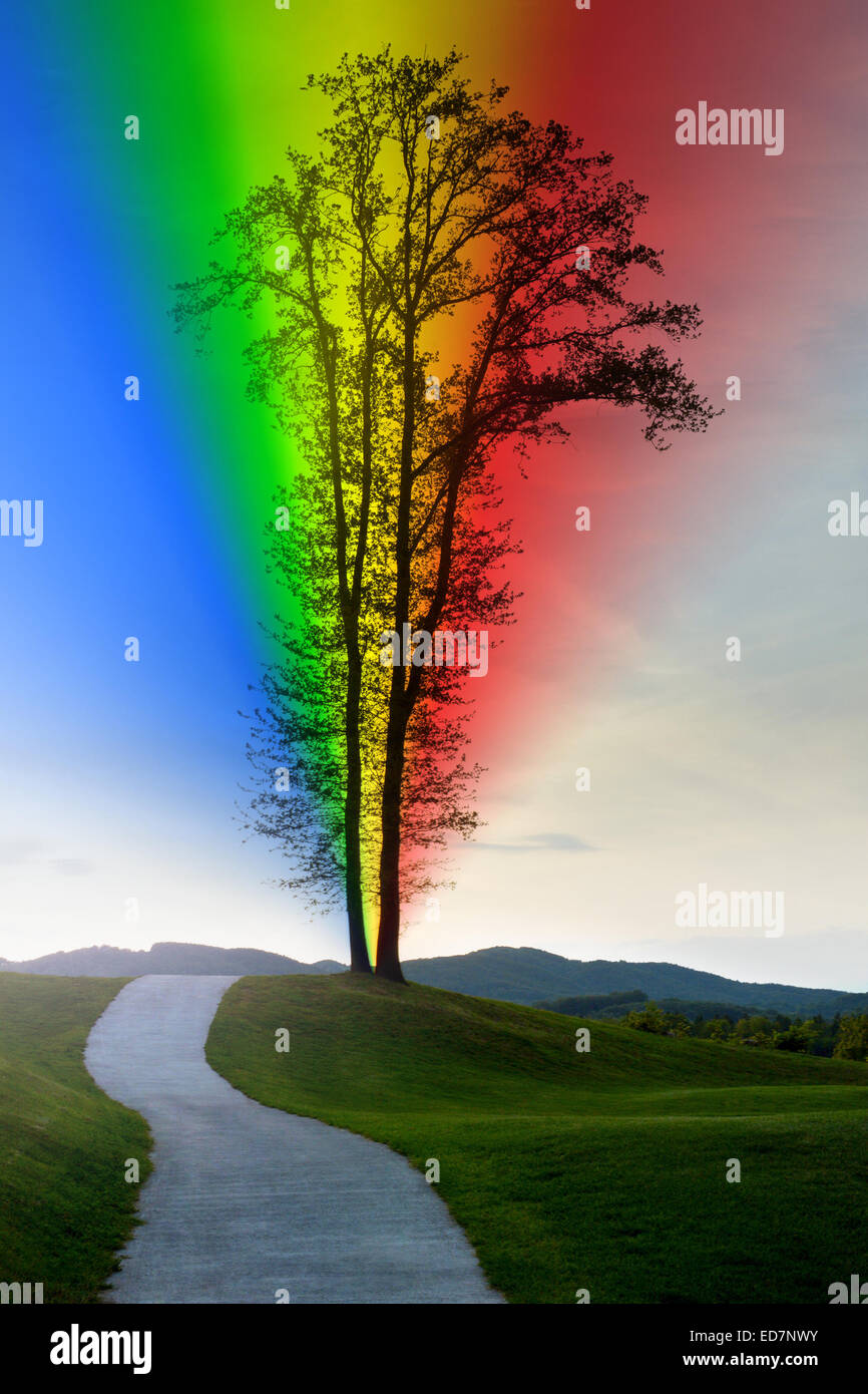 Rainbow tree hi-res stock photography and images - Alamy