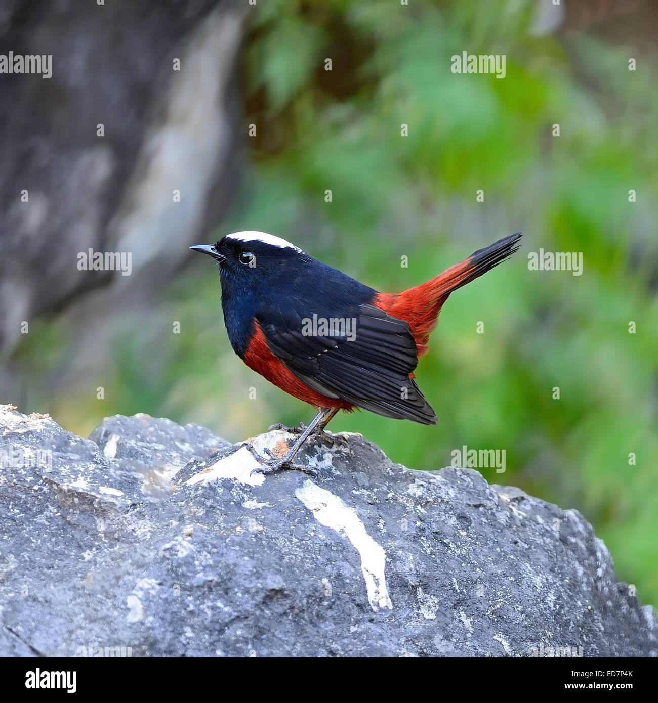 Bird with red eyes hi-res stock photography and images - Alamy