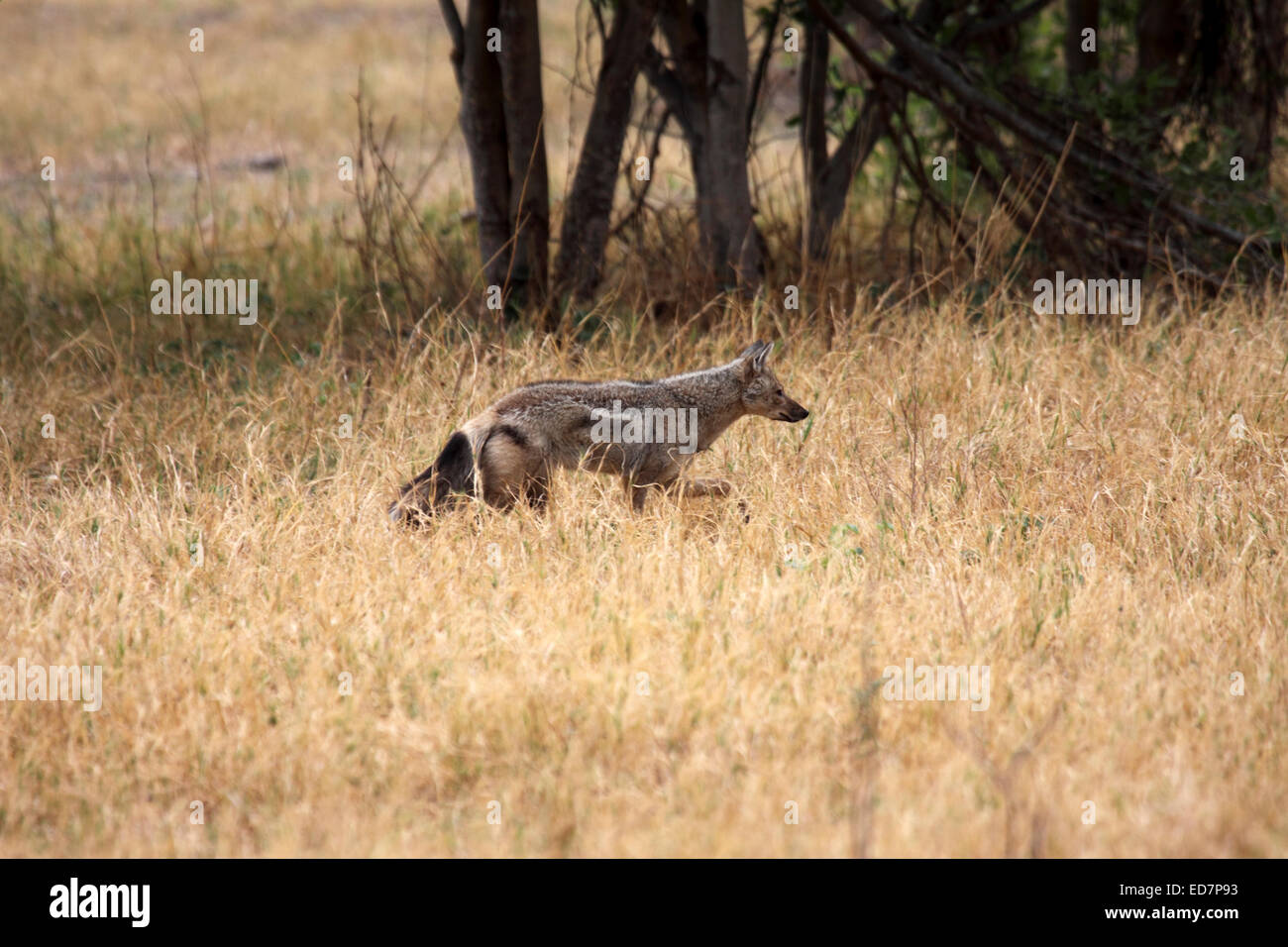Side striped jackal in savanna in Botswana Stock Photo - Alamy