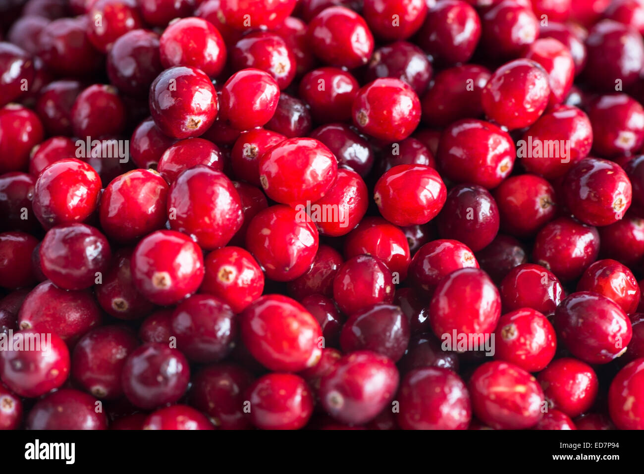 Turkey berries hi-res stock photography and images - Alamy