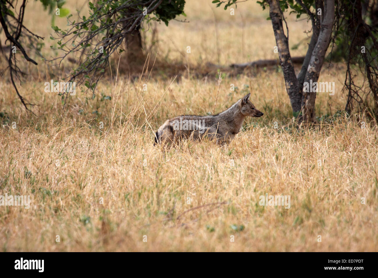 Side striped jackal in savanna in Botswana Stock Photo - Alamy