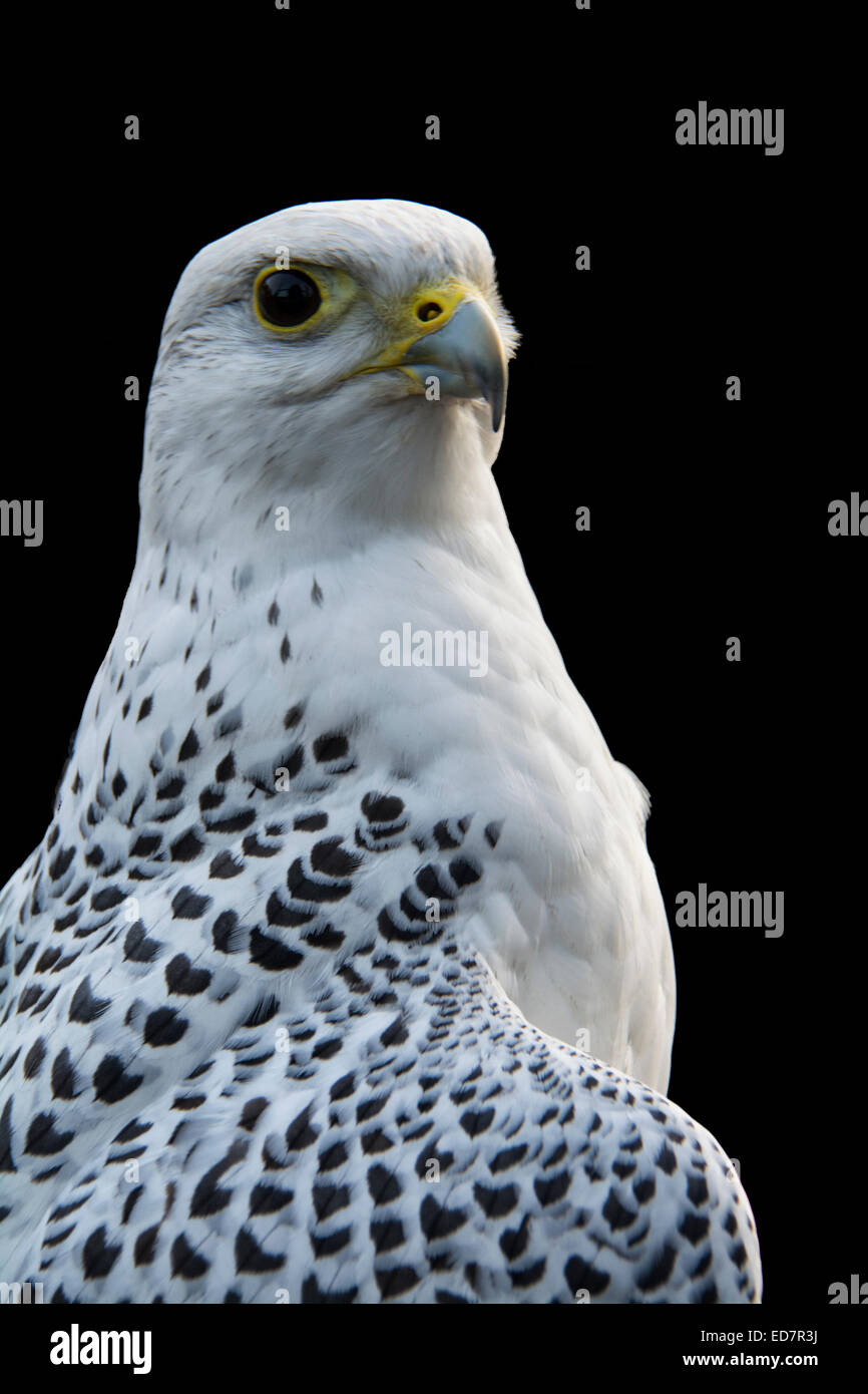Gyrfalcon High Resolution Stock Photography and Images - Alamy