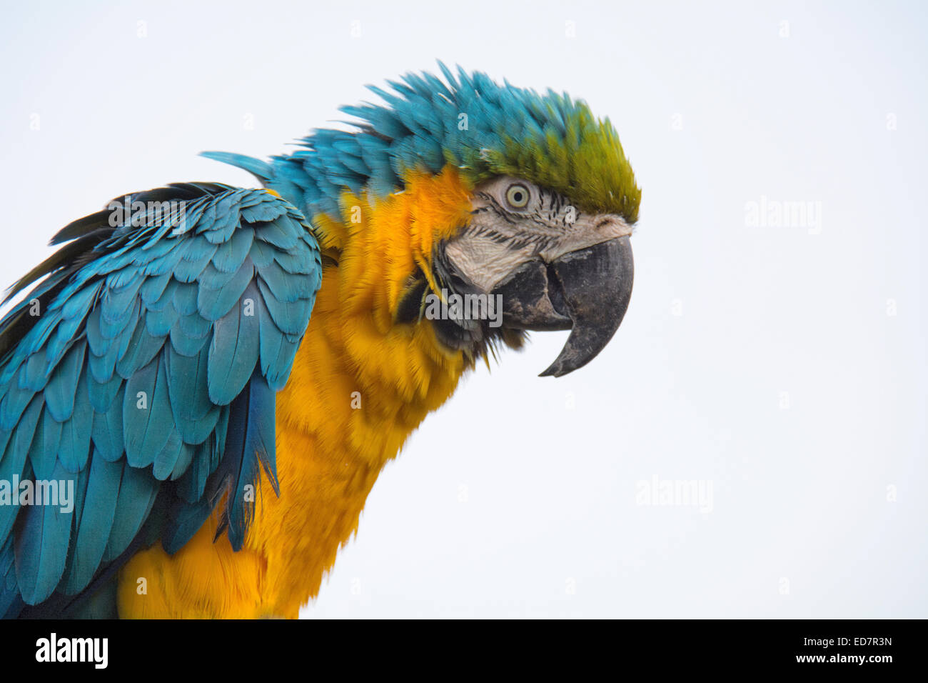 Blue Gold Macaw Parrot Stock Photo - Alamy