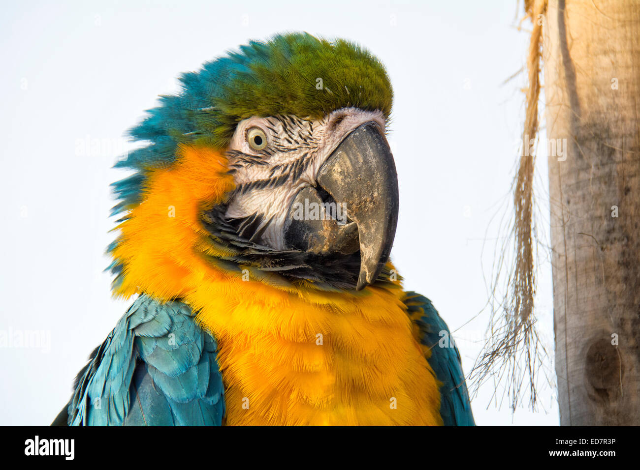 Blue Gold Macaw Parrot Stock Photo - Alamy