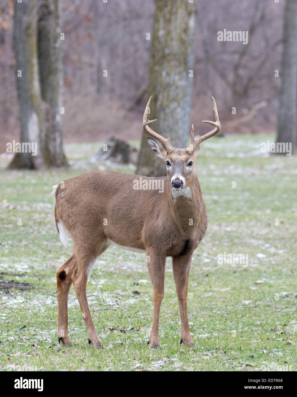 Whitetail Deer Buck standing in an open field Stock Photo - Alamy