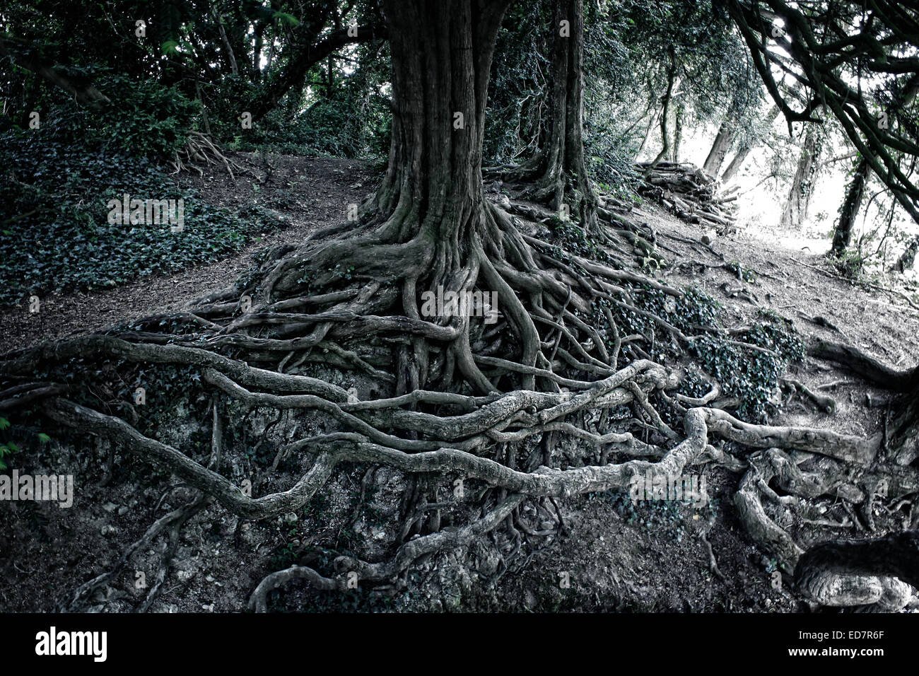 Spooky Scene High Resolution Stock Photography and Images - Alamy