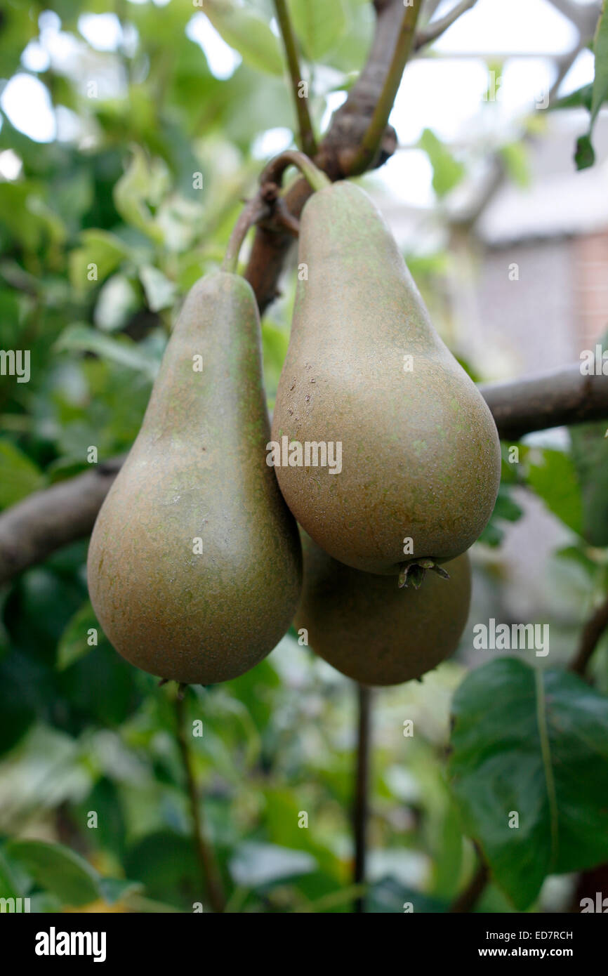 Pyrus communis ‘conference’ hi-res stock photography and images - Alamy
