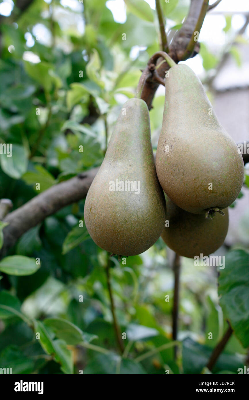 Conference pear tree hi-res stock photography and images - Alamy