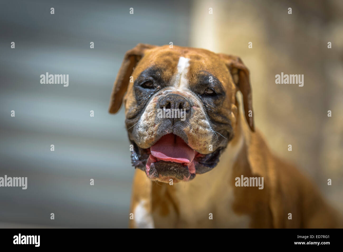 Boxer profile looking at the camera Stock Photo - Alamy