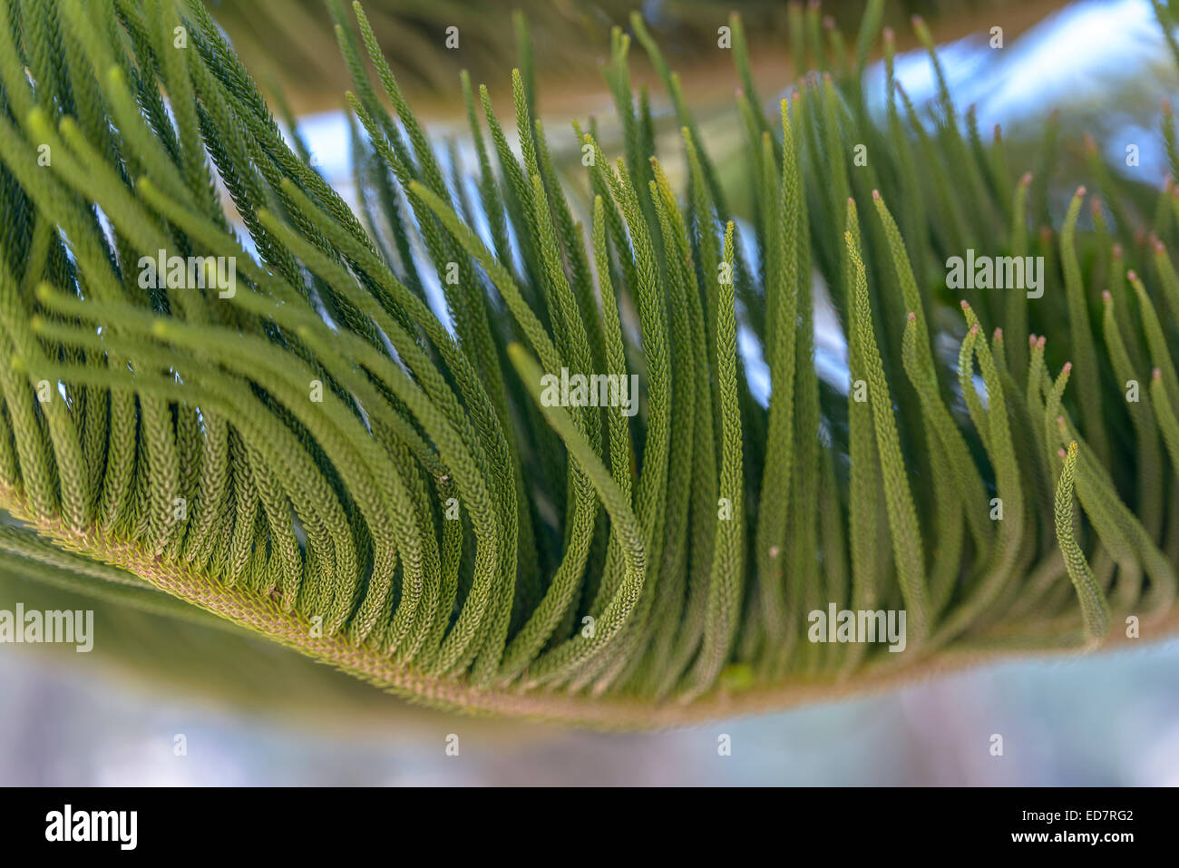 Macro long leaves shot Stock Photo - Alamy