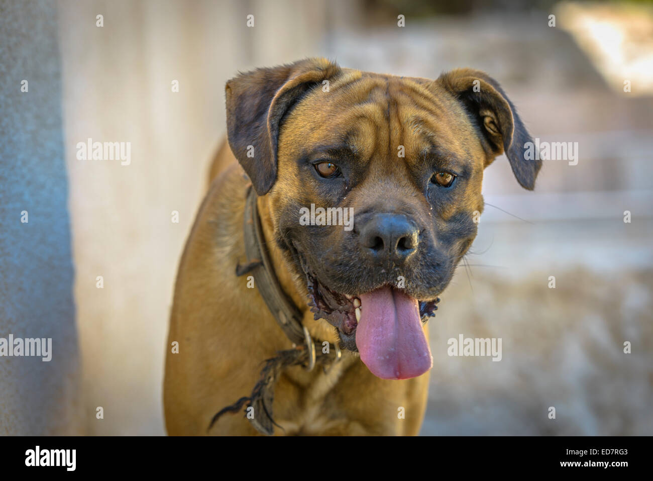 Boxer Dog Face Profile High Resolution Stock Photography and Images - Alamy