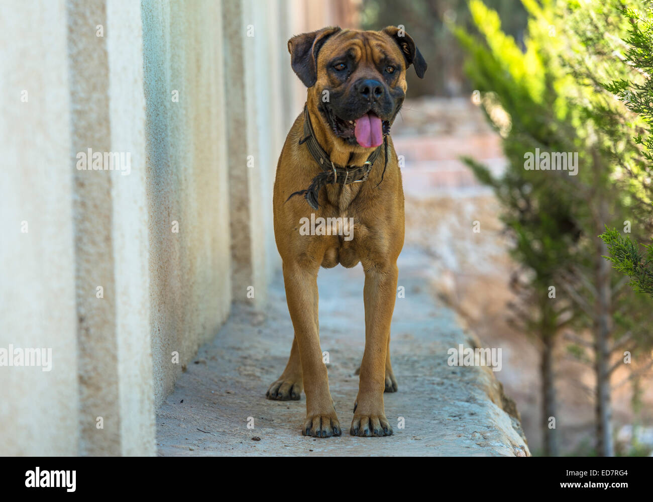 Boxer profile standing alerted hi-res stock photography and images - Alamy