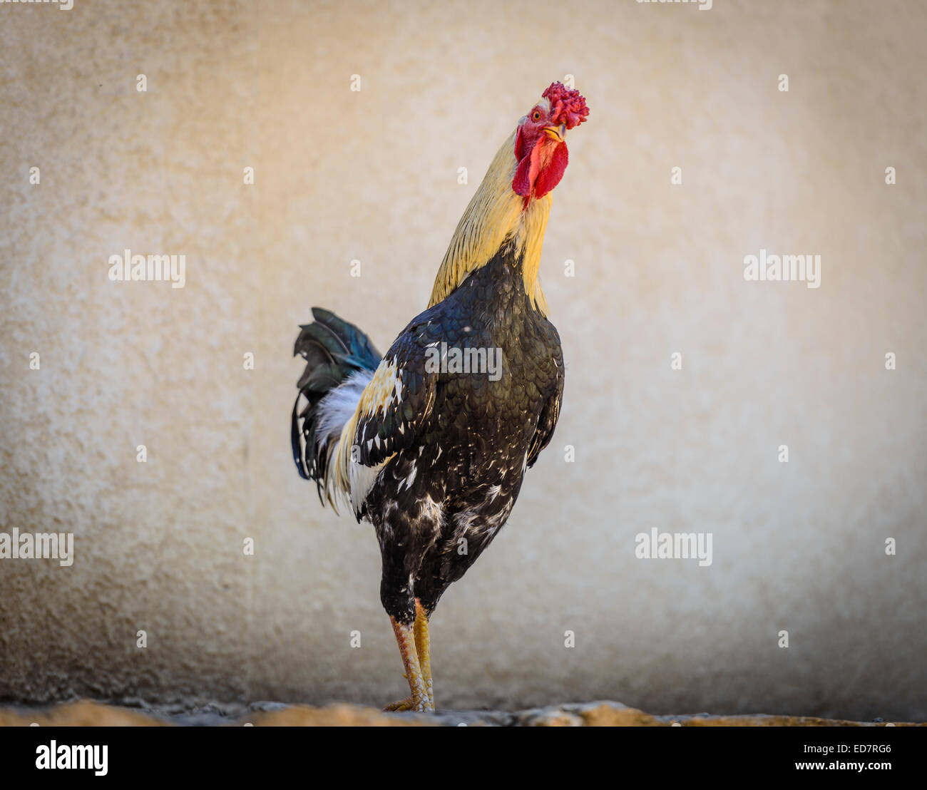 Rooster hi-res stock photography and images - Alamy