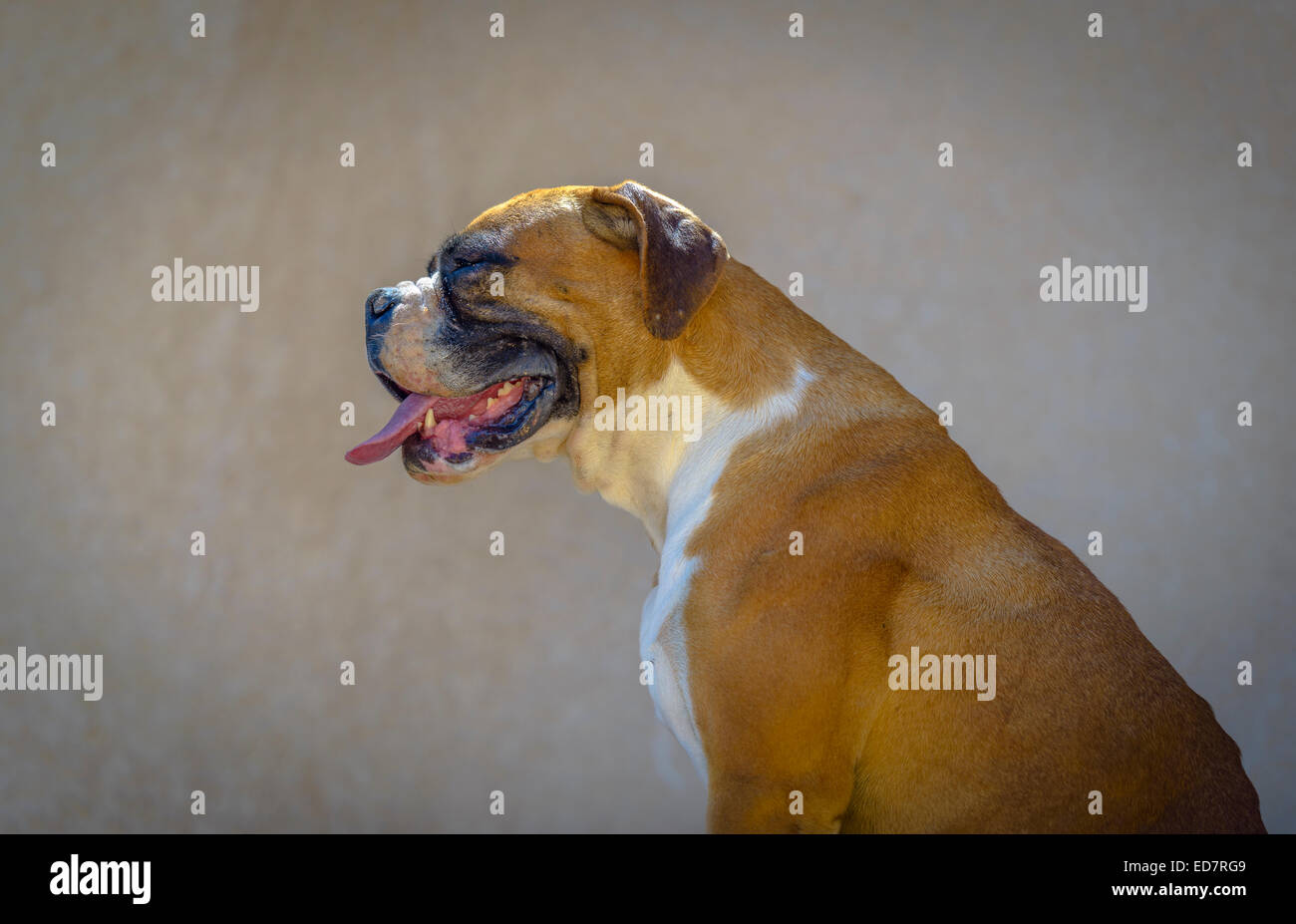 Boxer animal hi-res stock photography and images - Alamy
