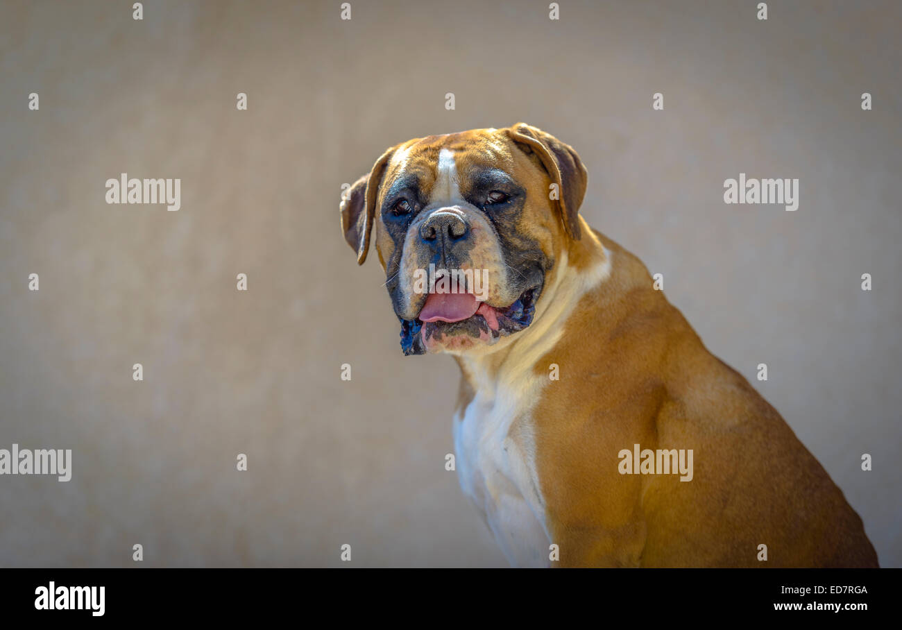 Boxer profile looking at the camera Stock Photo - Alamy