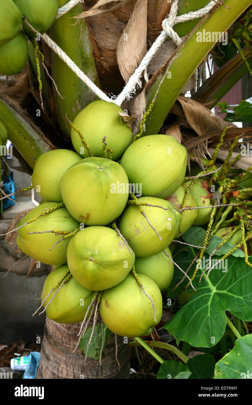 Coconut Tree, Closeup Stock Photo - Alamy