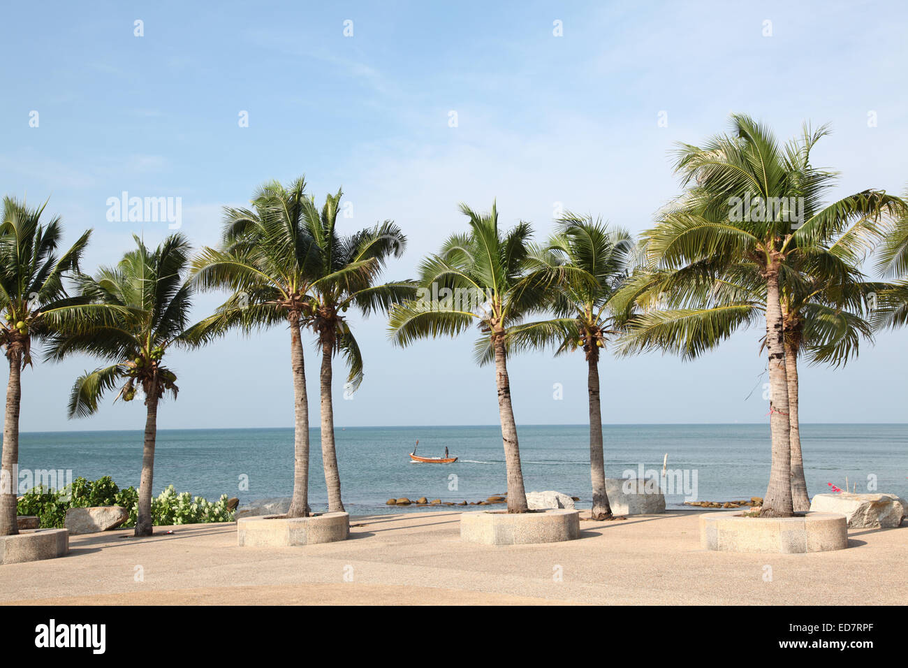 row of tropical coconut trees Stock Photo - Alamy