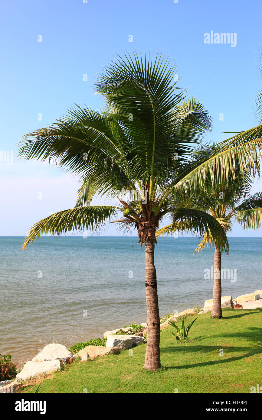 tropical coconut tree at beach Stock Photo - Alamy