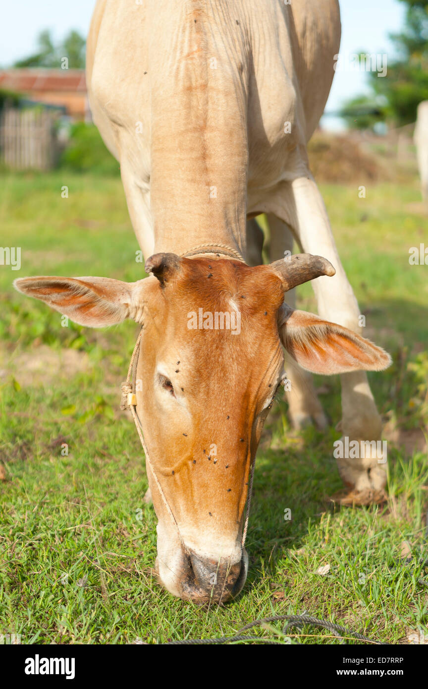 Cow, Cambodia, Indochina, Southeast Asia, Asia Stock Photo - Alamy