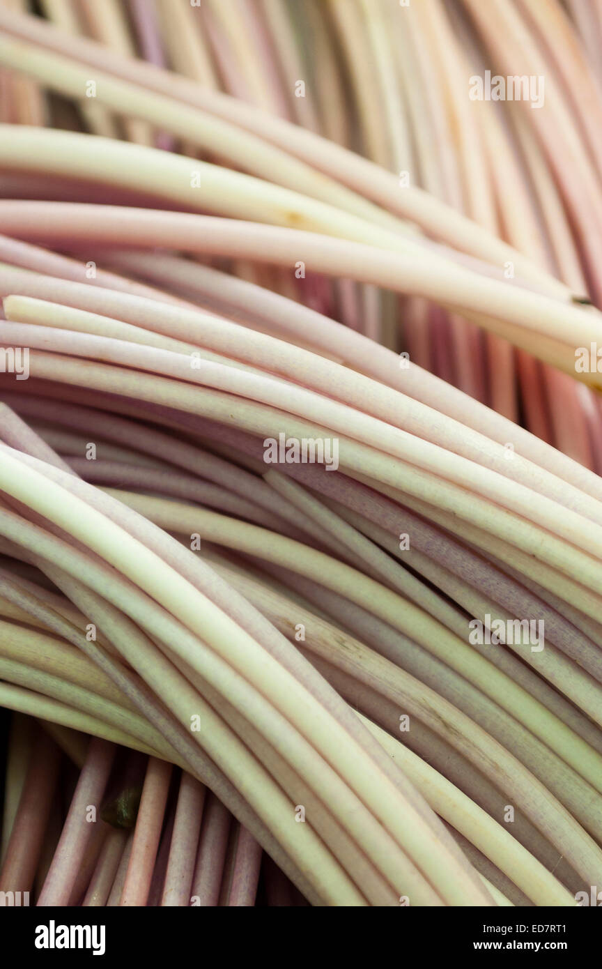Edible water lilies, Market, Phnom Penh, Cambodia, Indochina, Southeast ...