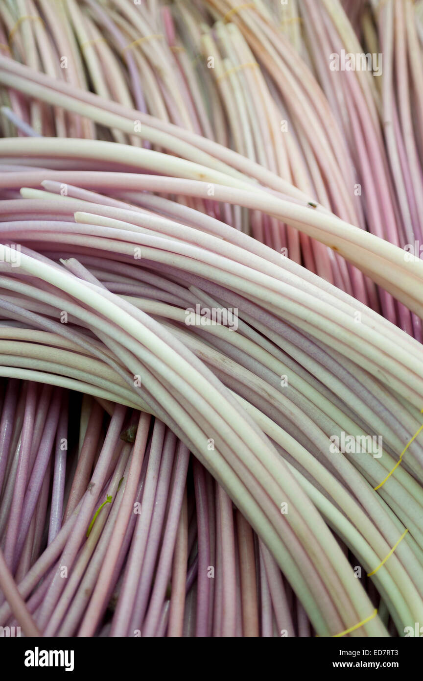 Edible water lilies, Market, Phnom Penh, Cambodia, Indochina, Southeast ...