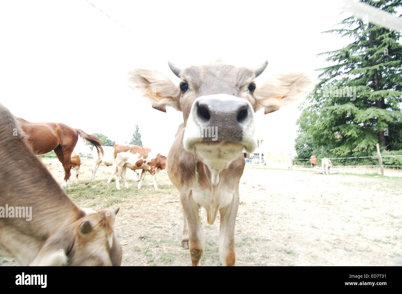 Cows in Field Staring at Camera Stock Photo - Alamy