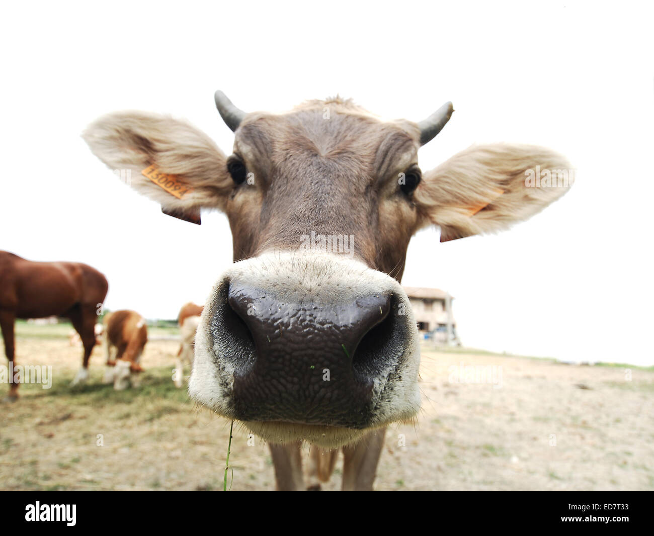 Cows in Field Staring at Camera Stock Photo - Alamy