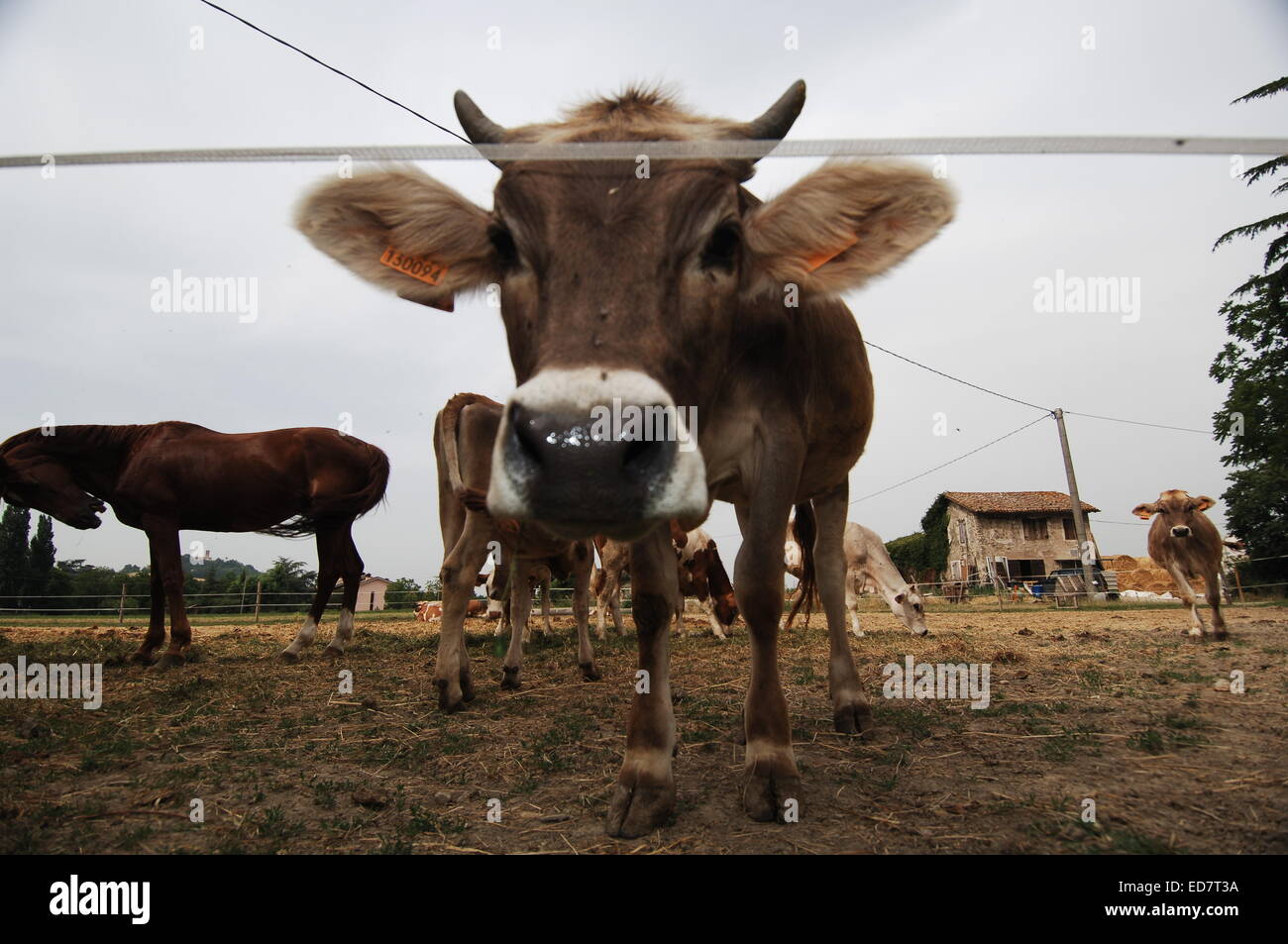 Cows in Field Stock Photo - Alamy