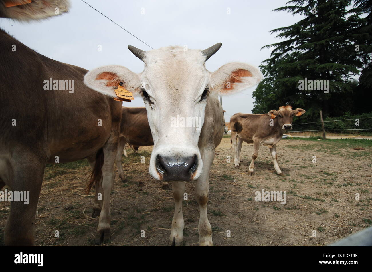 Cows in Field Stock Photo - Alamy