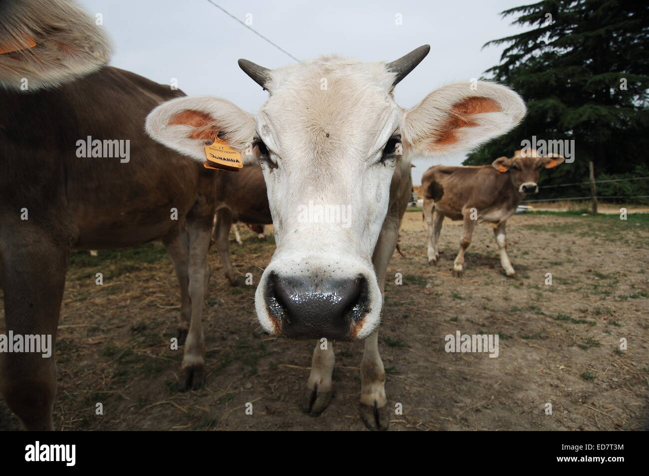 Cows in Field Stock Photo - Alamy