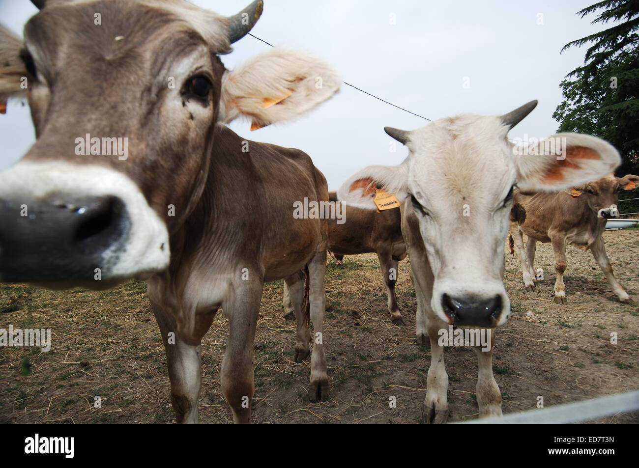 Cows in Field Stock Photo - Alamy