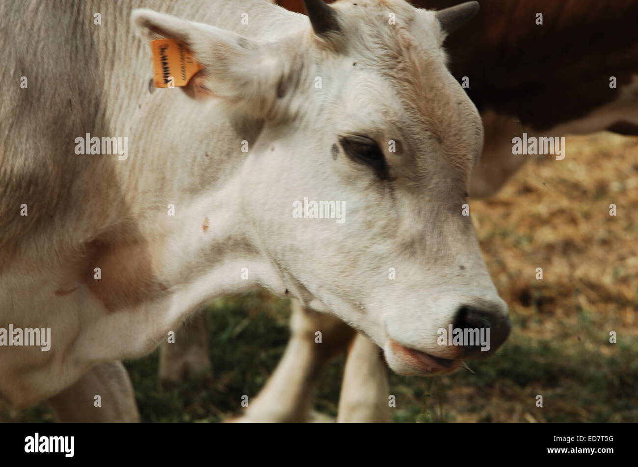 Cows in Field Stock Photo - Alamy