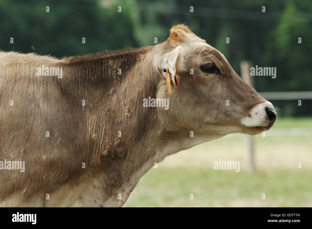Cows in Field Stock Photo - Alamy