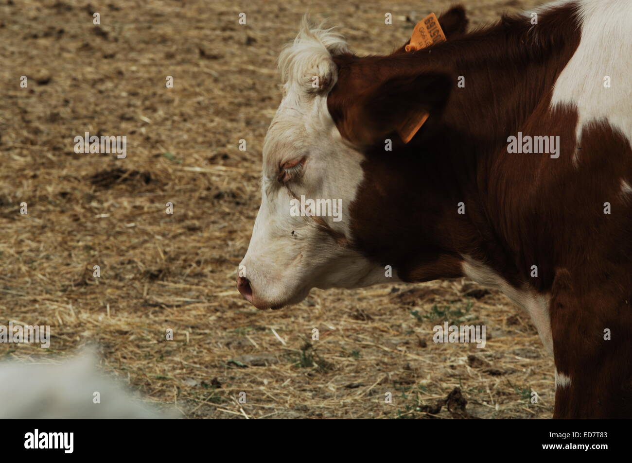 Cows in Field Stock Photo - Alamy