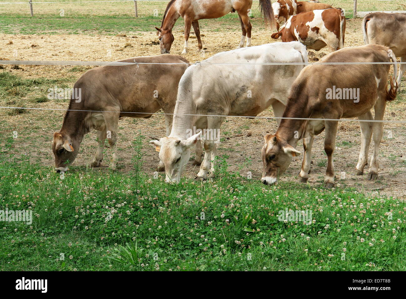Cows in Field Stock Photo - Alamy
