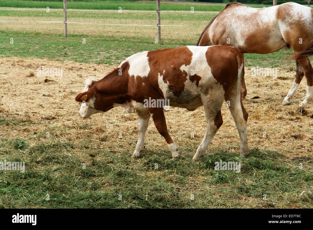 Cows in Field Stock Photo - Alamy