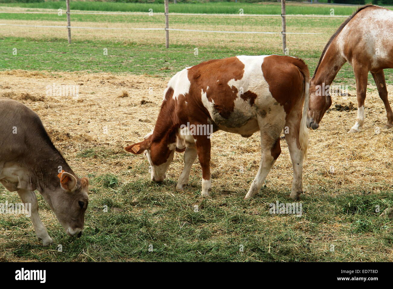 Cows in Field Stock Photo - Alamy