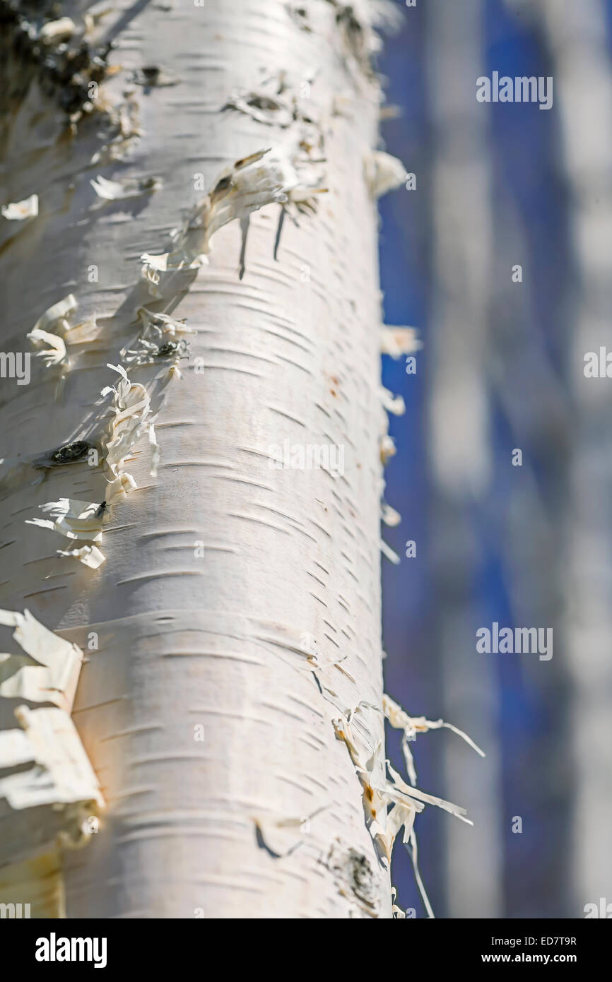 Birch trees in winter hi-res stock photography and images - Alamy