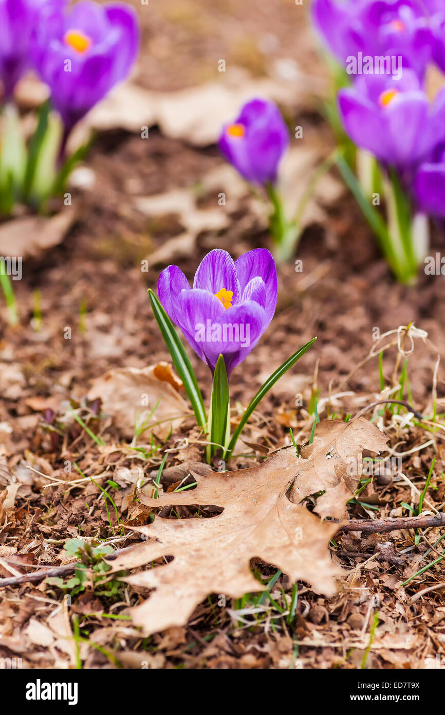 Purple crocus flowering in early spring Stock Photo - Alamy