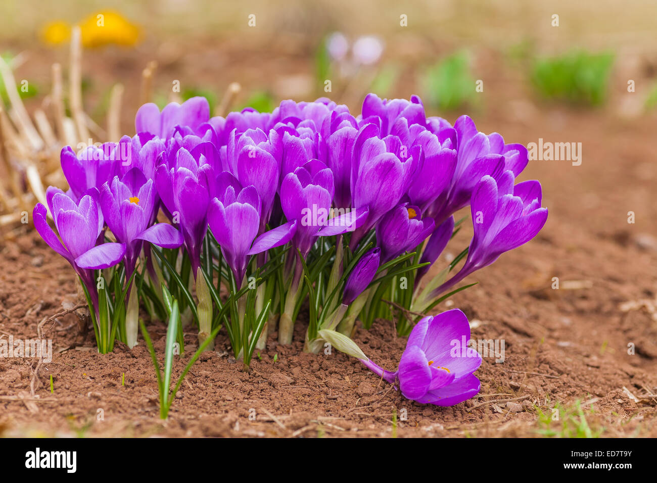 Purple crocus flowering in early spring Stock Photo - Alamy