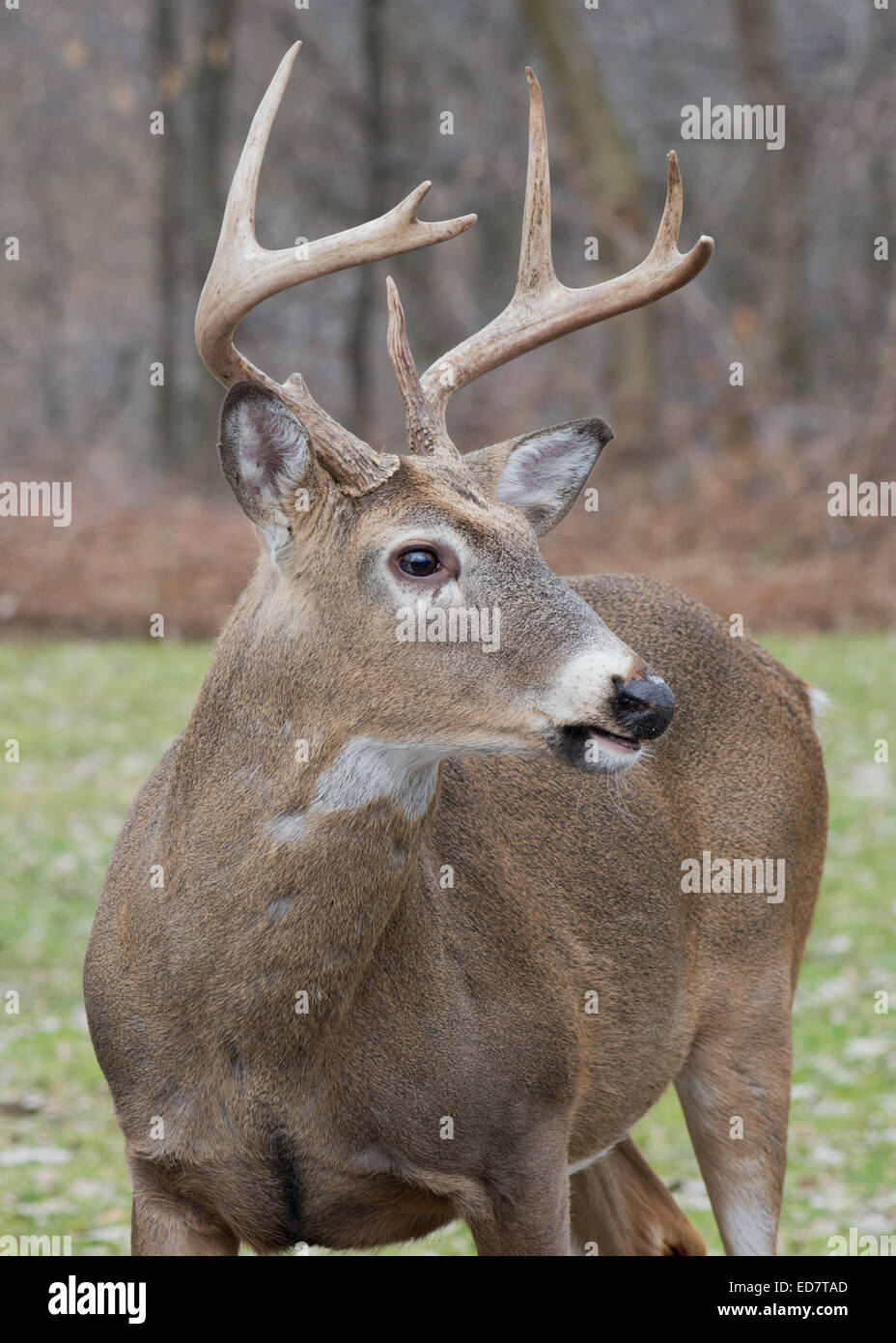 Whitetail Deer Buck standing in an open field Stock Photo - Alamy