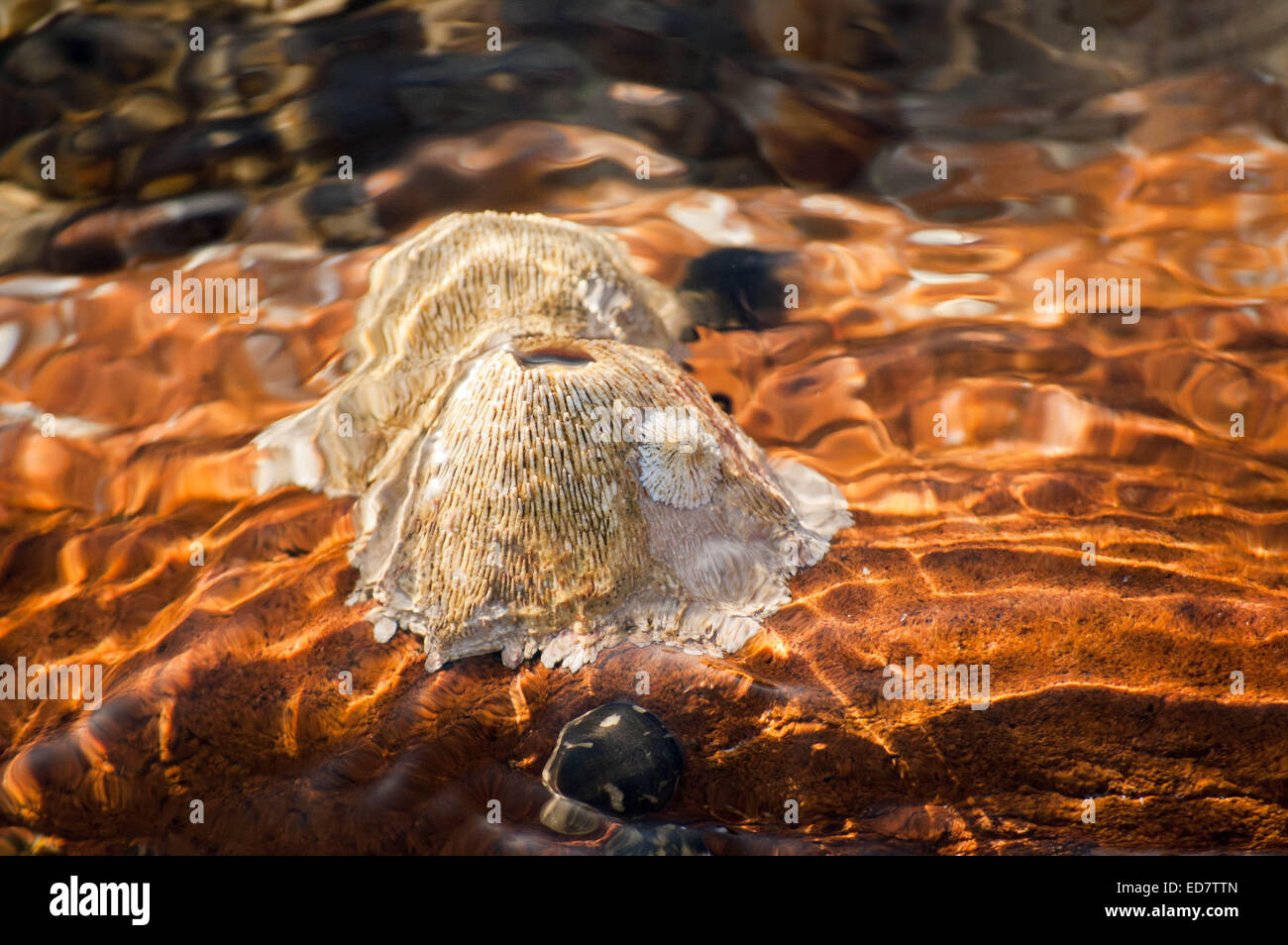 Underwater crustaceans in a rock pool Stock Photo - Alamy