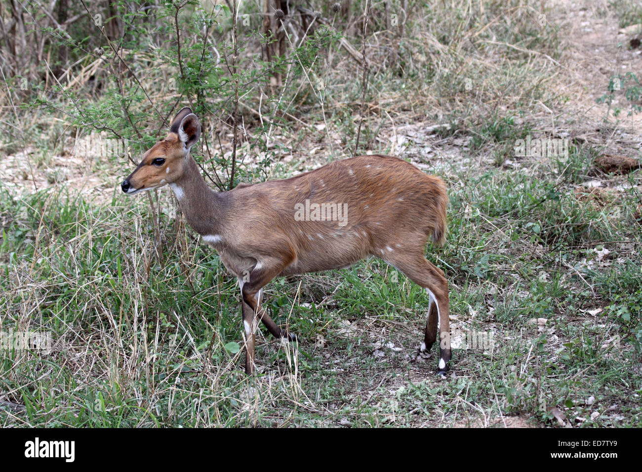 Bushbuck ewe feeding in woodland clearing on river bank in South Africa ...
