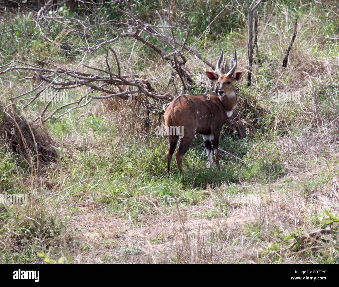 Bushbuck ram feeding on foliage in woodland clearing on river bank in ...
